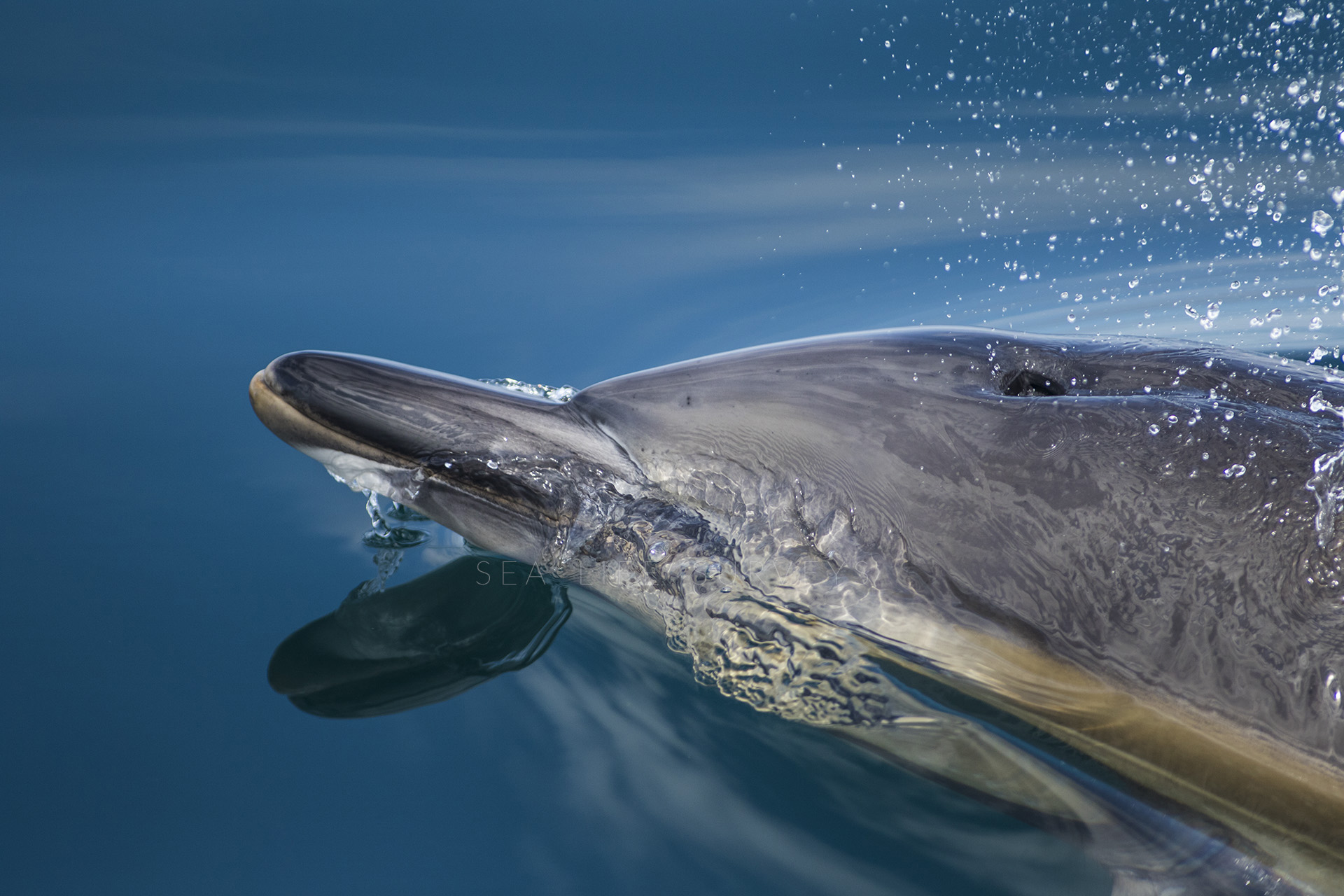 Basking sharks in Scotland – Staffa Tours