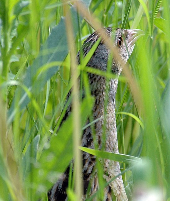 Spotting corncrakes in Scotland – Staffa Tours