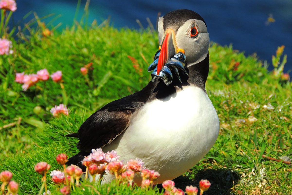 Isle Of Staffa – Staffa Tours