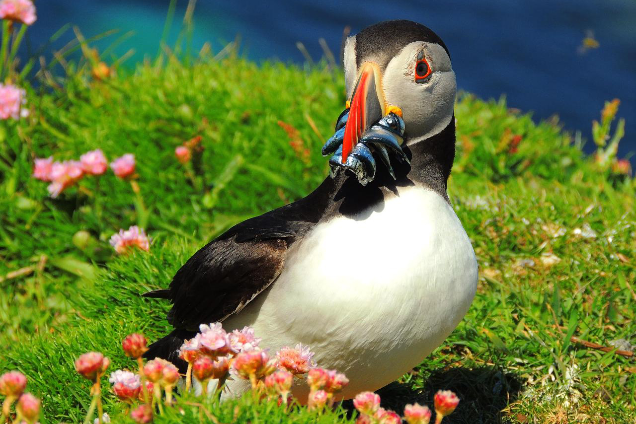 The Treshnish Isles – Staffa Tours