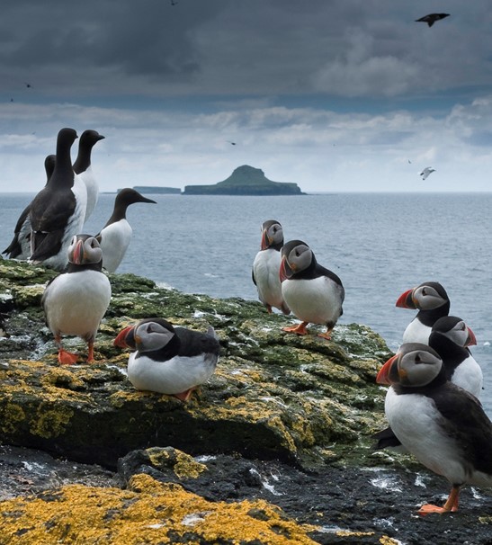 Puffins on Staffa and the Treshnish Isles – Staffa Tours