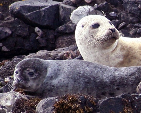 Seals in Scotland – Staffa Tours